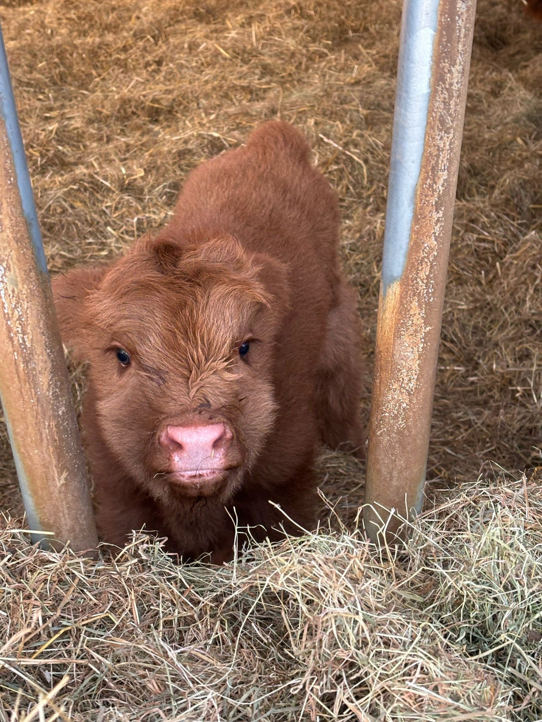Chloe – Colready Highlands