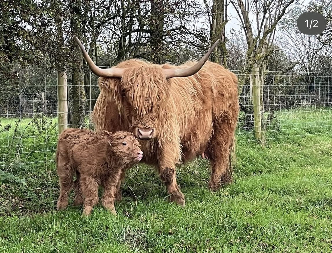 Bobbie – Colready Highlands