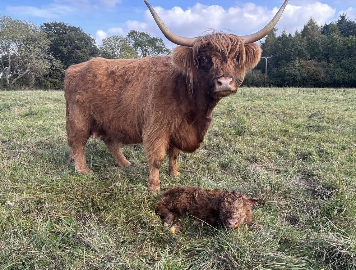 News – Colready Highlands