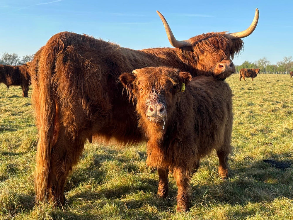 Colready Afternoon Tea & Experience Combo – Colready Highlands