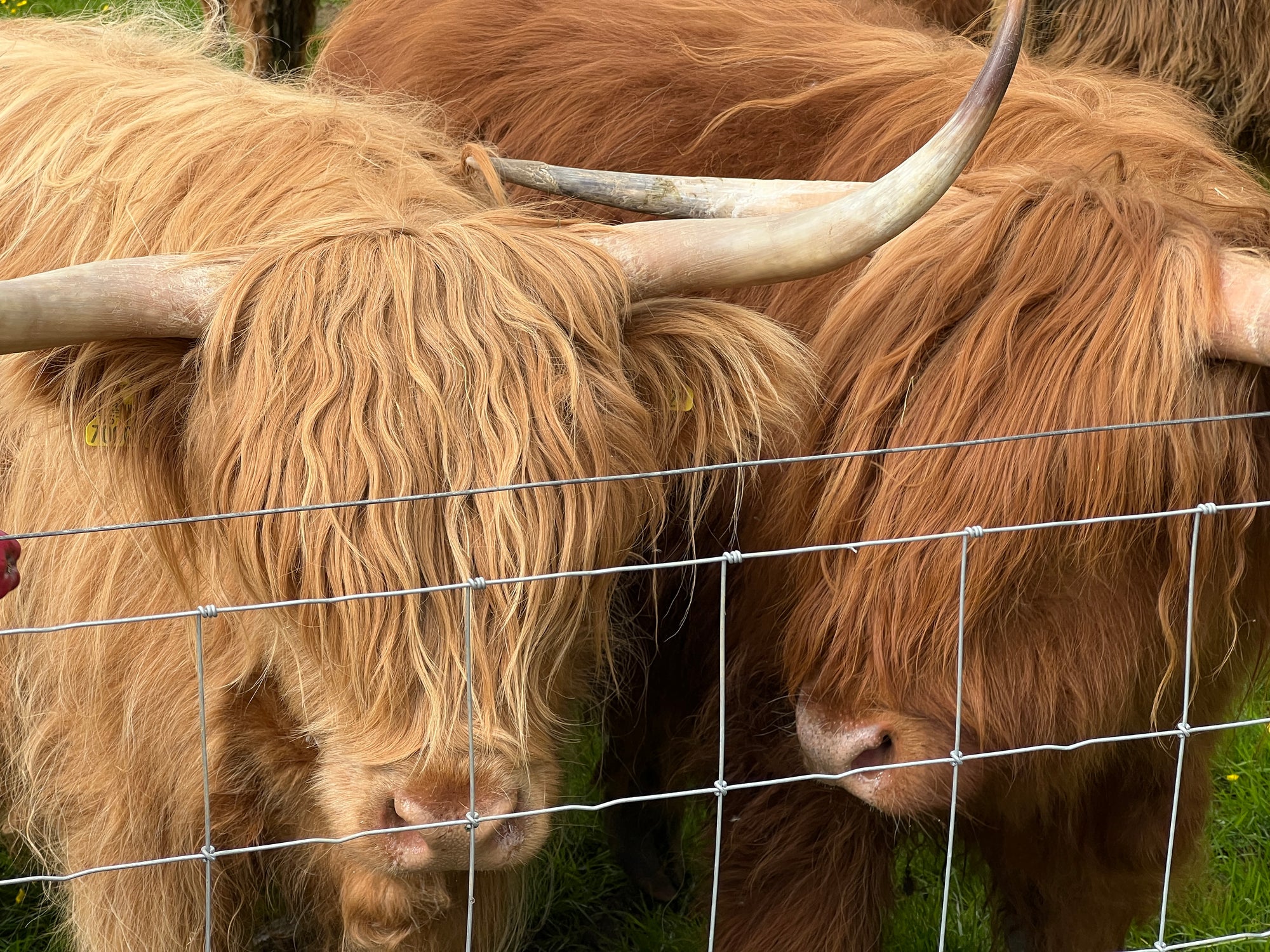 Gallery – Colready Highlands