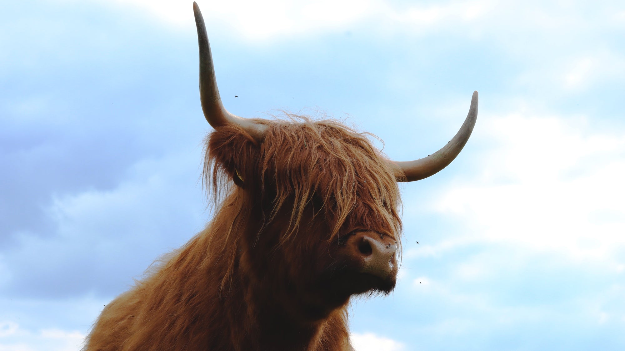 Meet The Fold – Colready Highlands