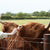 Highland Cattle Experience – Colready Highlands