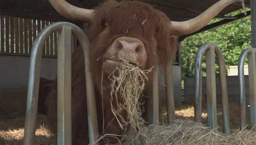 Highland Cattle Experience – Colready Highlands