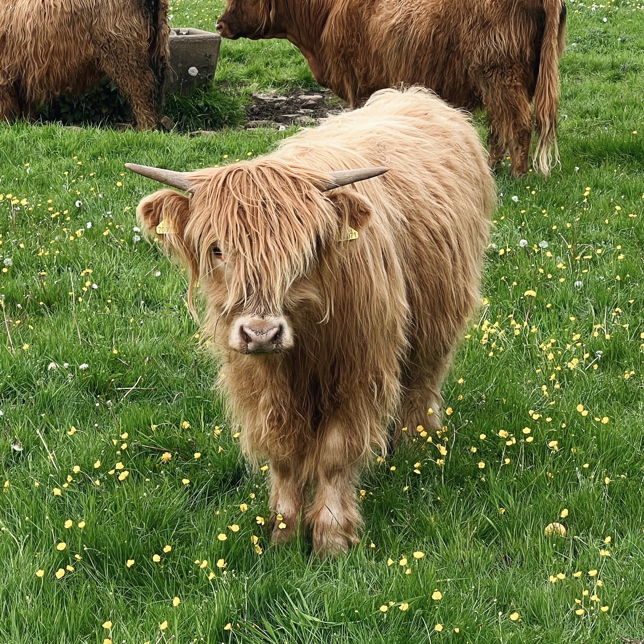 Highland Cattle Experience – Colready Highlands
